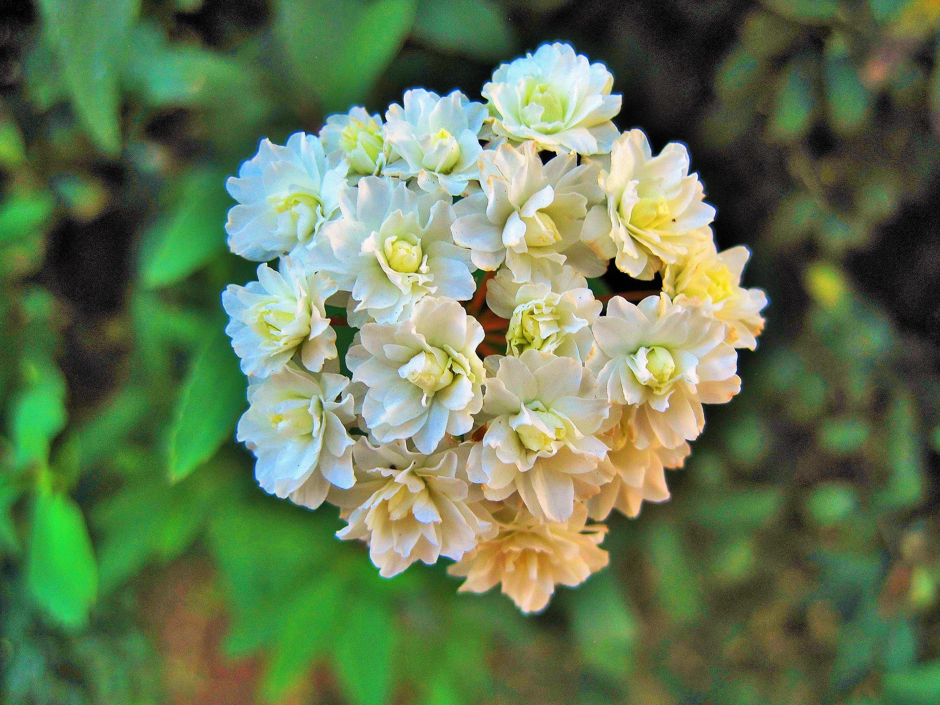 Mayflower Meaning Spiritual Symbolism Color Meaning More Hello Mayflower Meaning Spiritual Symbolism Color Meaning More Hello