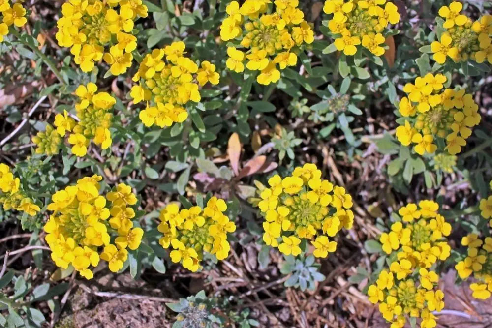 Alyssum Flower Meaning, Spiritual Symbolism, Color Meaning & More ...