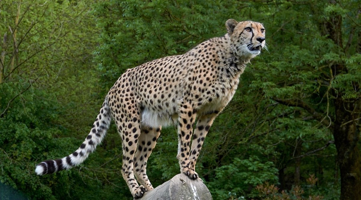 Discovering The Cheetah Spirit Animal's Secrets: Symbols, Totems, And ...