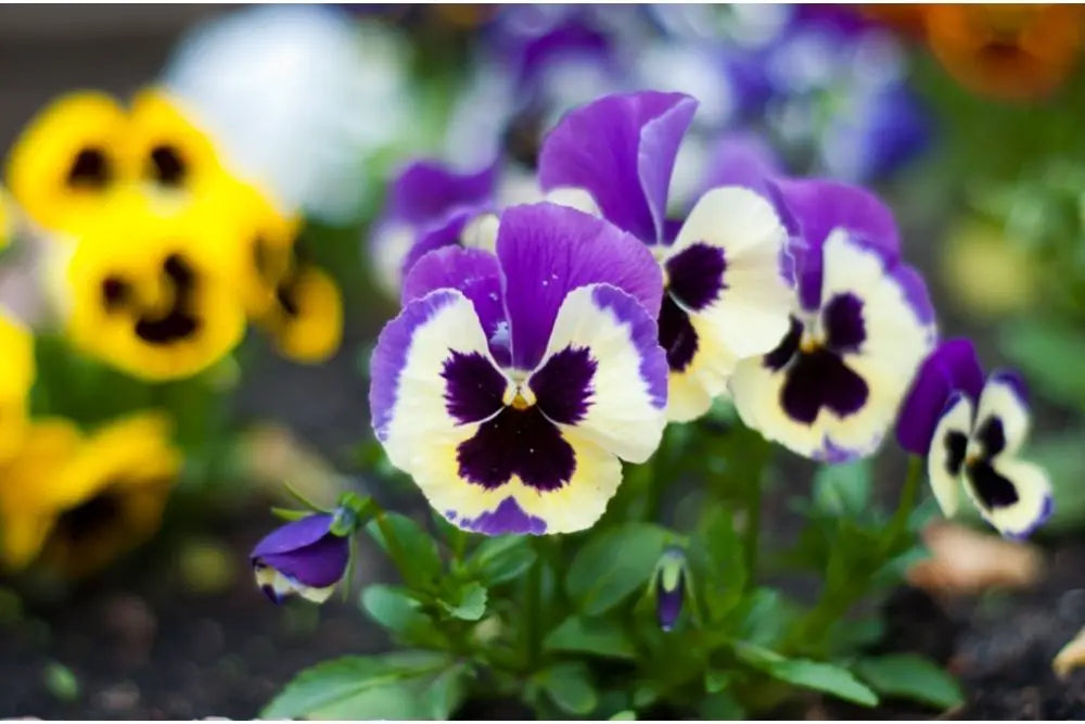 Pansy Flower Meaning, Spiritual Symbolism, Color Meaning & More – Hello ...