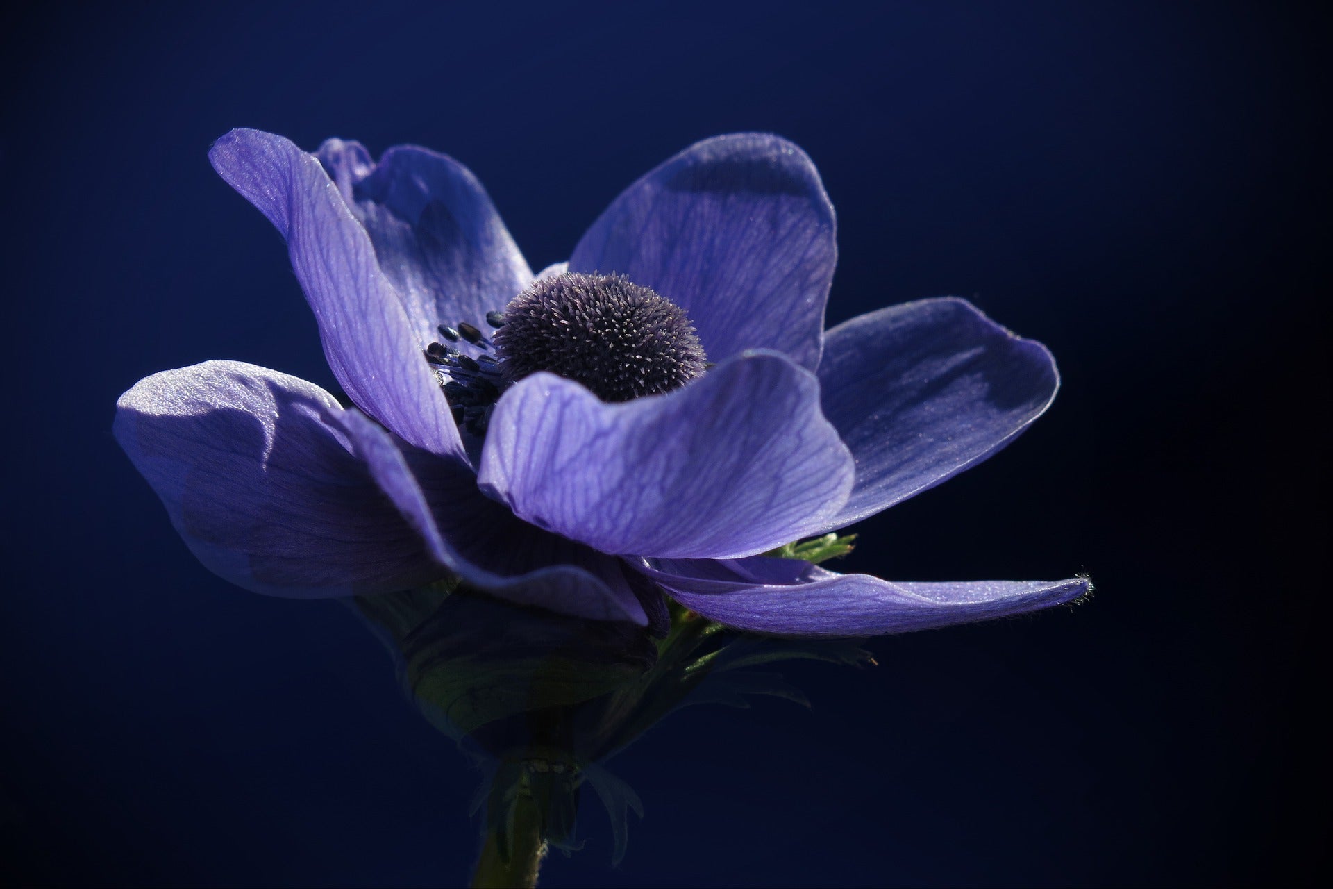 Anemone Flower Meaning, Spiritual Symbolism, Color Meaning & More ...