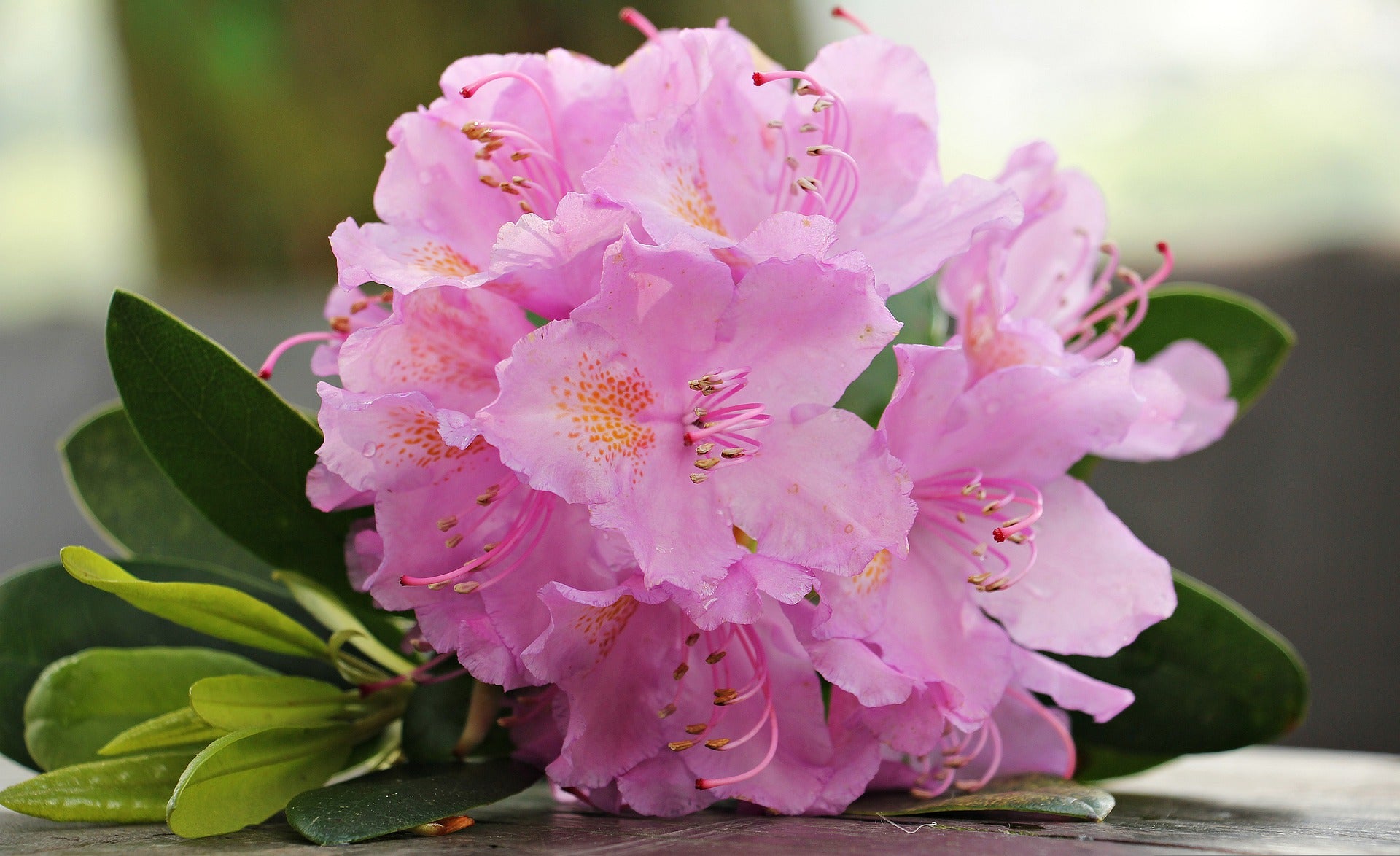 Azalea Flower Meaning, Spiritual Symbolism, Color Meaning & More ...