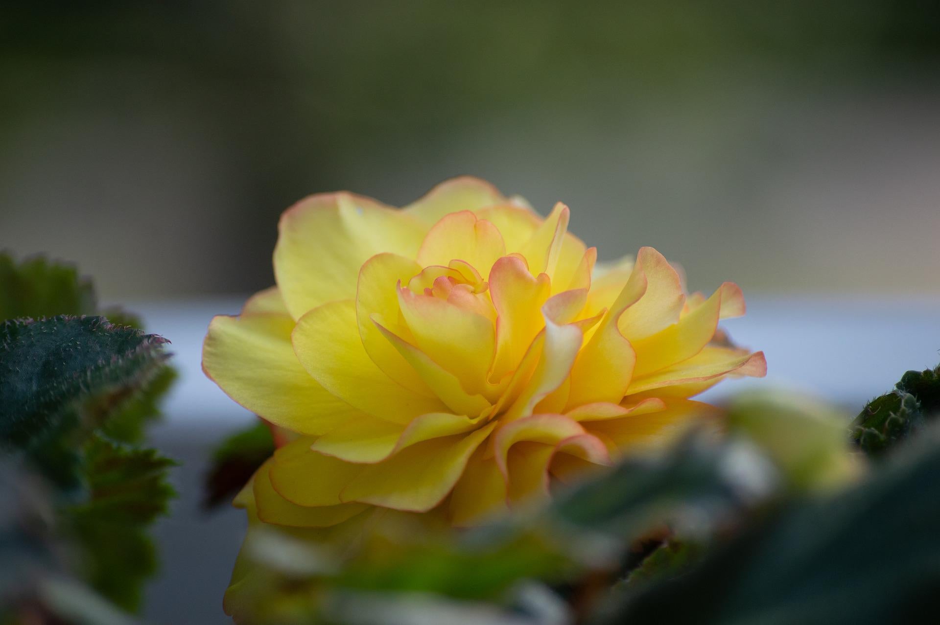 Begonia Flower Meaning, Spiritual Symbolism, Color Meaning & More ...