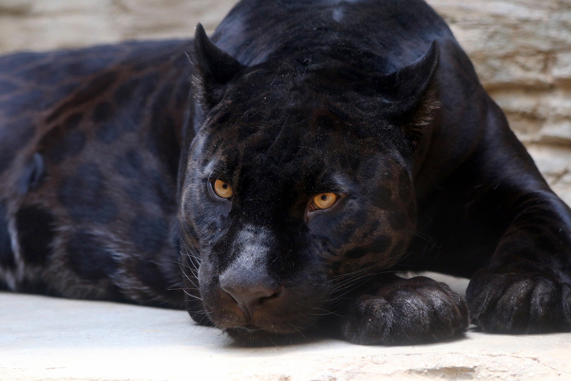 A Review Of The Symbolism, Totem, And Spirituality Of The Panther Roar ...