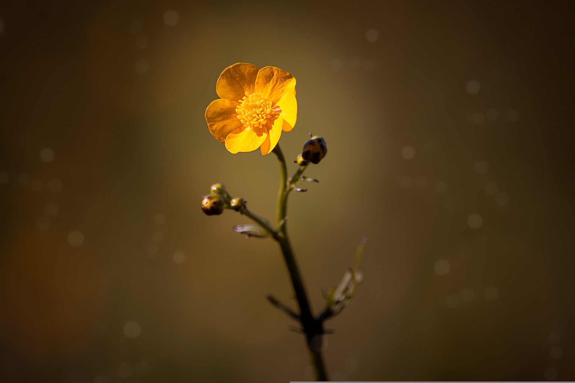 Buttercup Flower Meaning, Spiritual Symbolism, Color Meaning & More ...