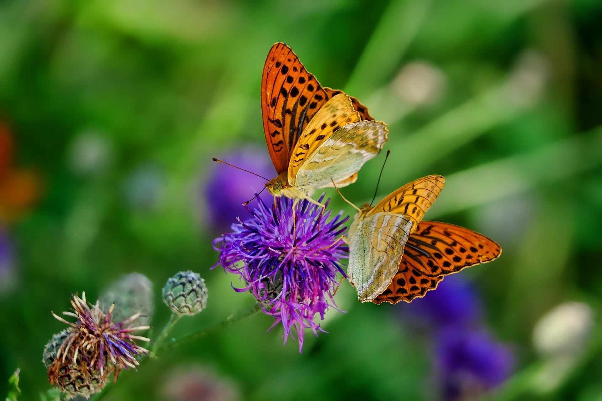 Exploring Butterfly Wisdom With Its Spiritual Significance and Dream M ...