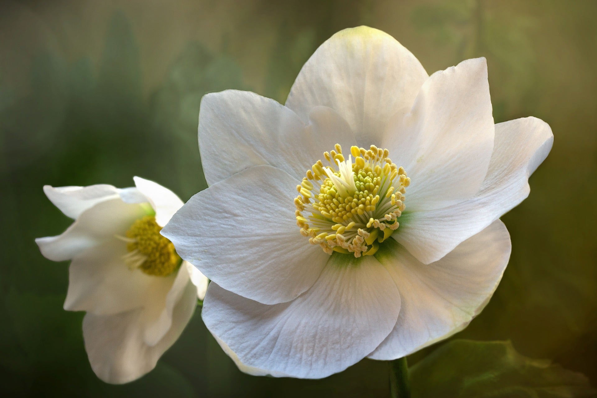 Hellebore Flower Meaning, Spiritual Symbolism, Color Meaning & More ...