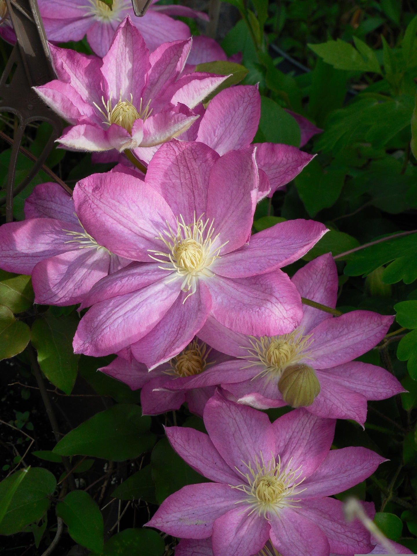 Clematis Flower Meaning, Spiritual Symbolism, Color Meaning & More ...