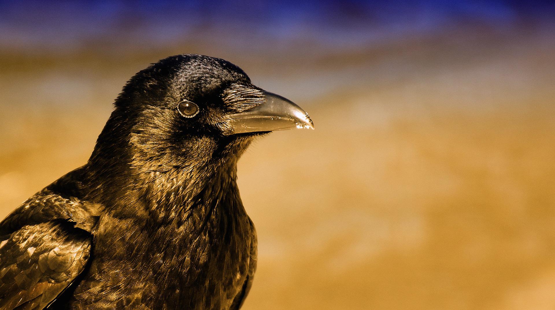 Raven: Spiritual Meaning, Dream Meaning, Symbolism & More – Hello-Fearless