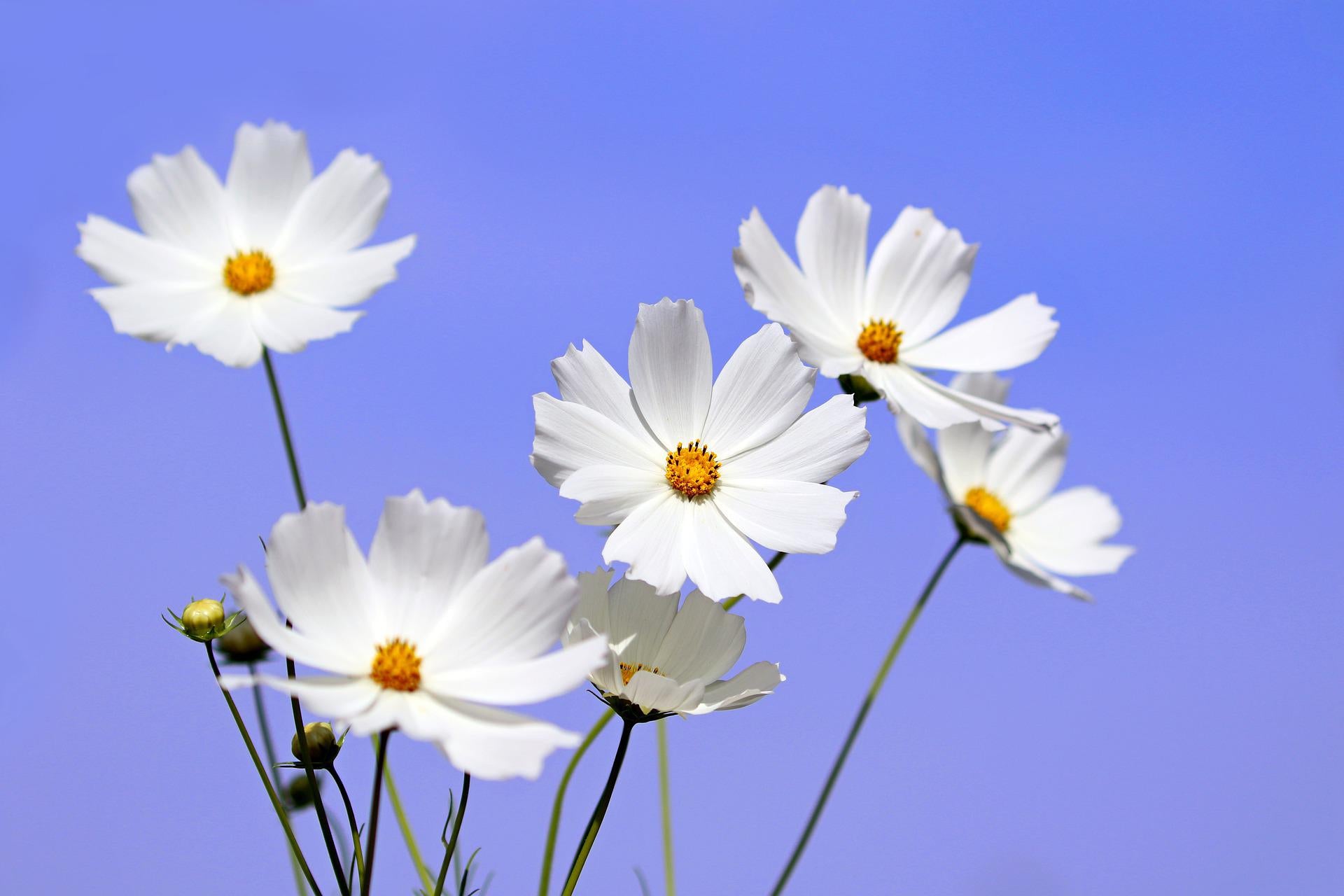 Cosmos Flower Meaning, Spiritual Symbolism, Color Meaning & More ...