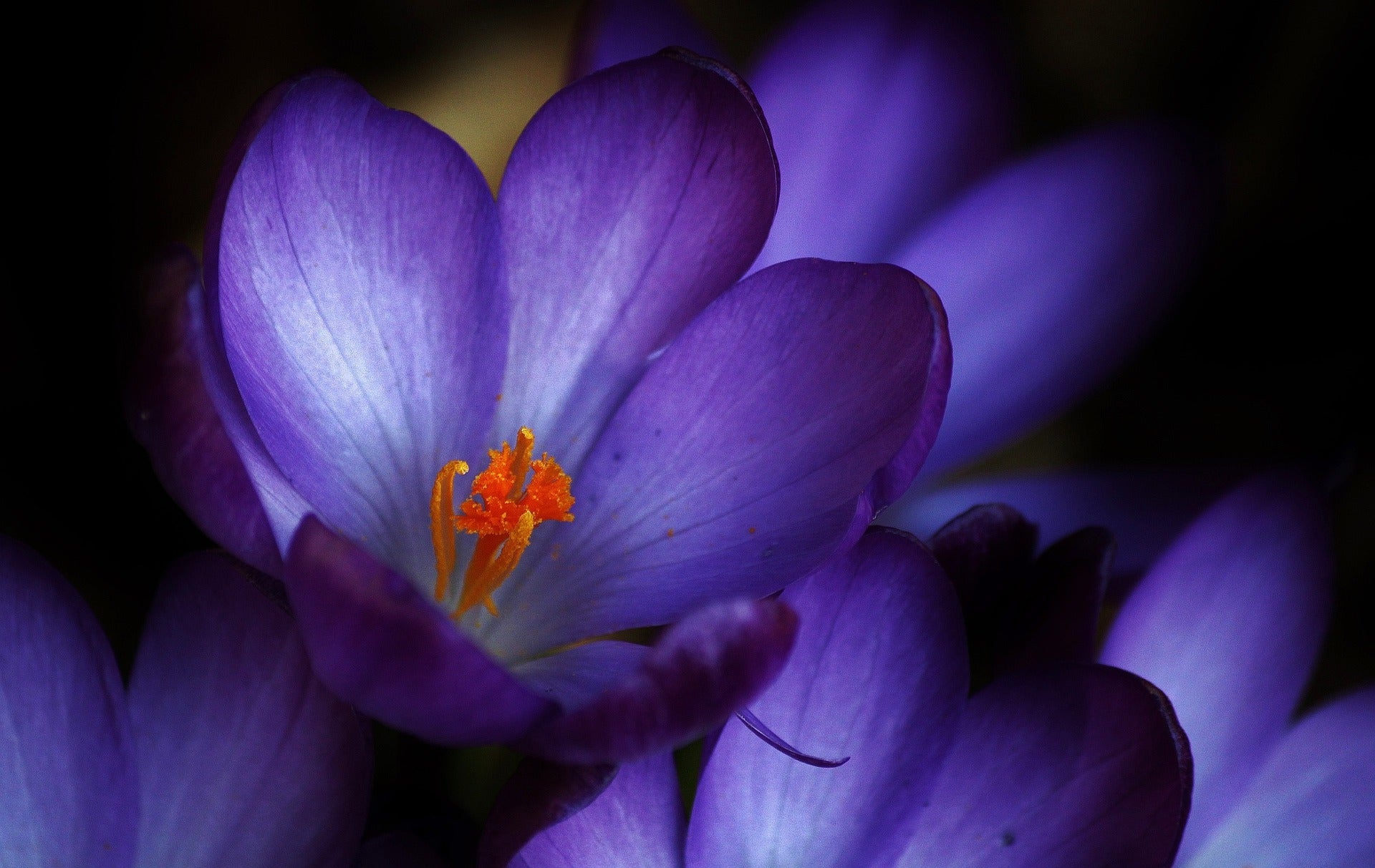 Crocus Flower Meaning, Spiritual Symbolism, Color Meaning & More ...