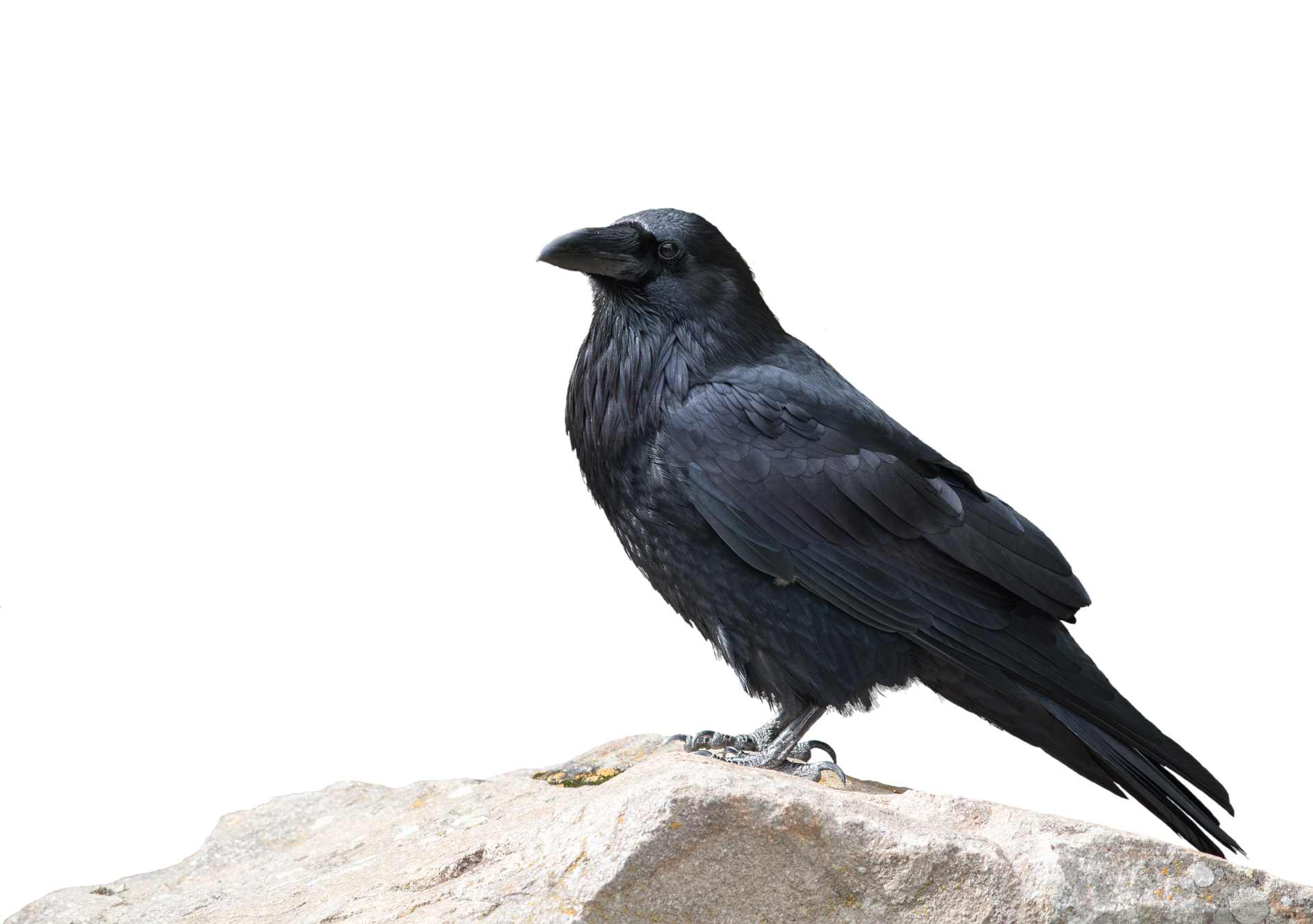 Discovering The Crow Spirit Animal's Secrets: Totems, Symbols, And Mor ...