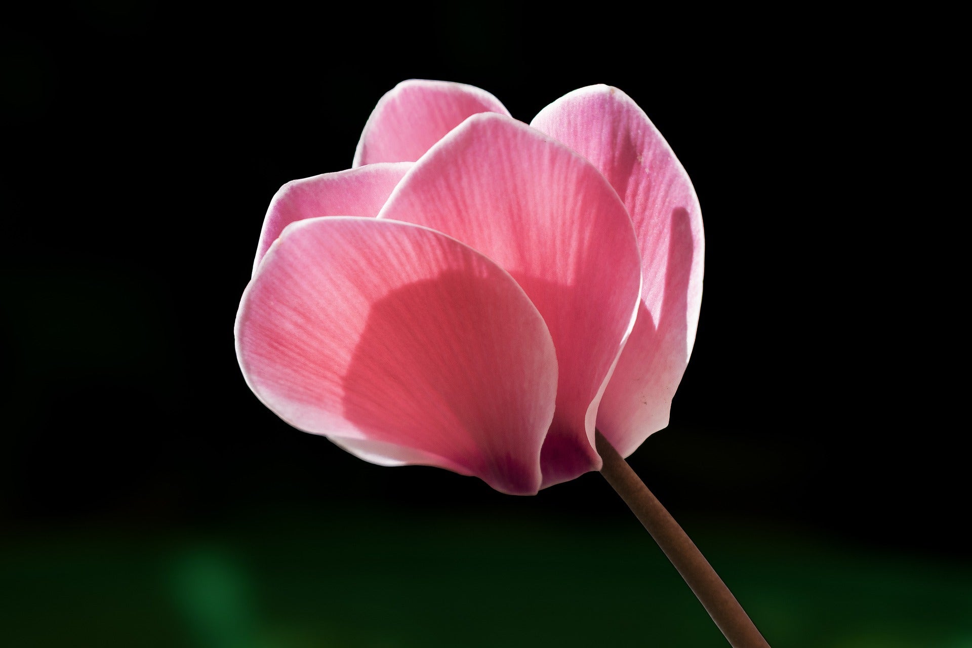 Cyclamen Flower Meaning, Spiritual Symbolism, Color Meaning & More ...