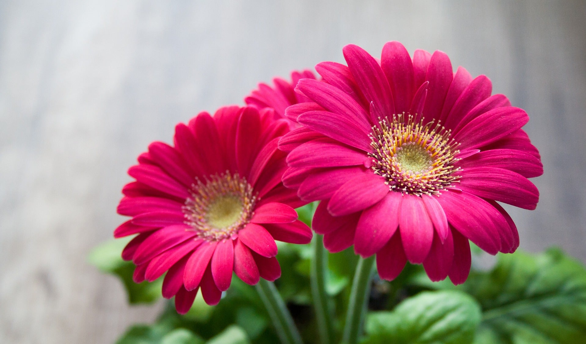 Gerbera Flower Meaning, Spiritual Symbolism, Color Meaning & More ...