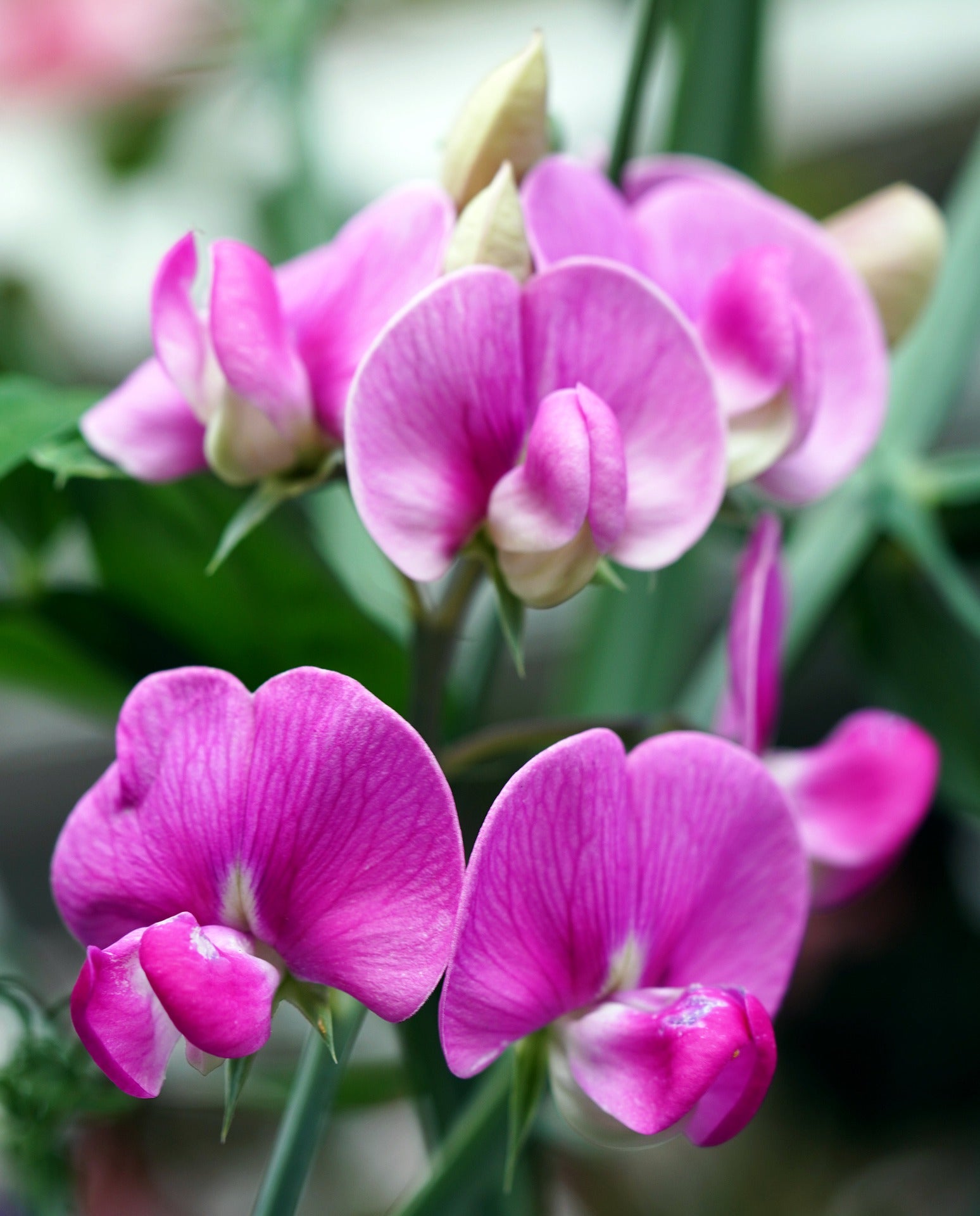 Sweet Pea Flower Meaning, Spiritual Symbolism, Color Meaning & More ...
