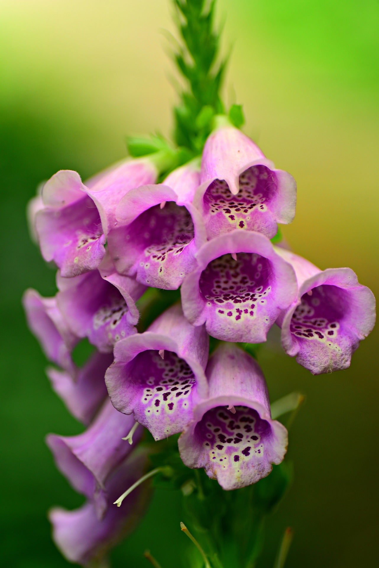 Foxglove Flower Meaning, Spiritual Symbolism, Color Meaning & More ...