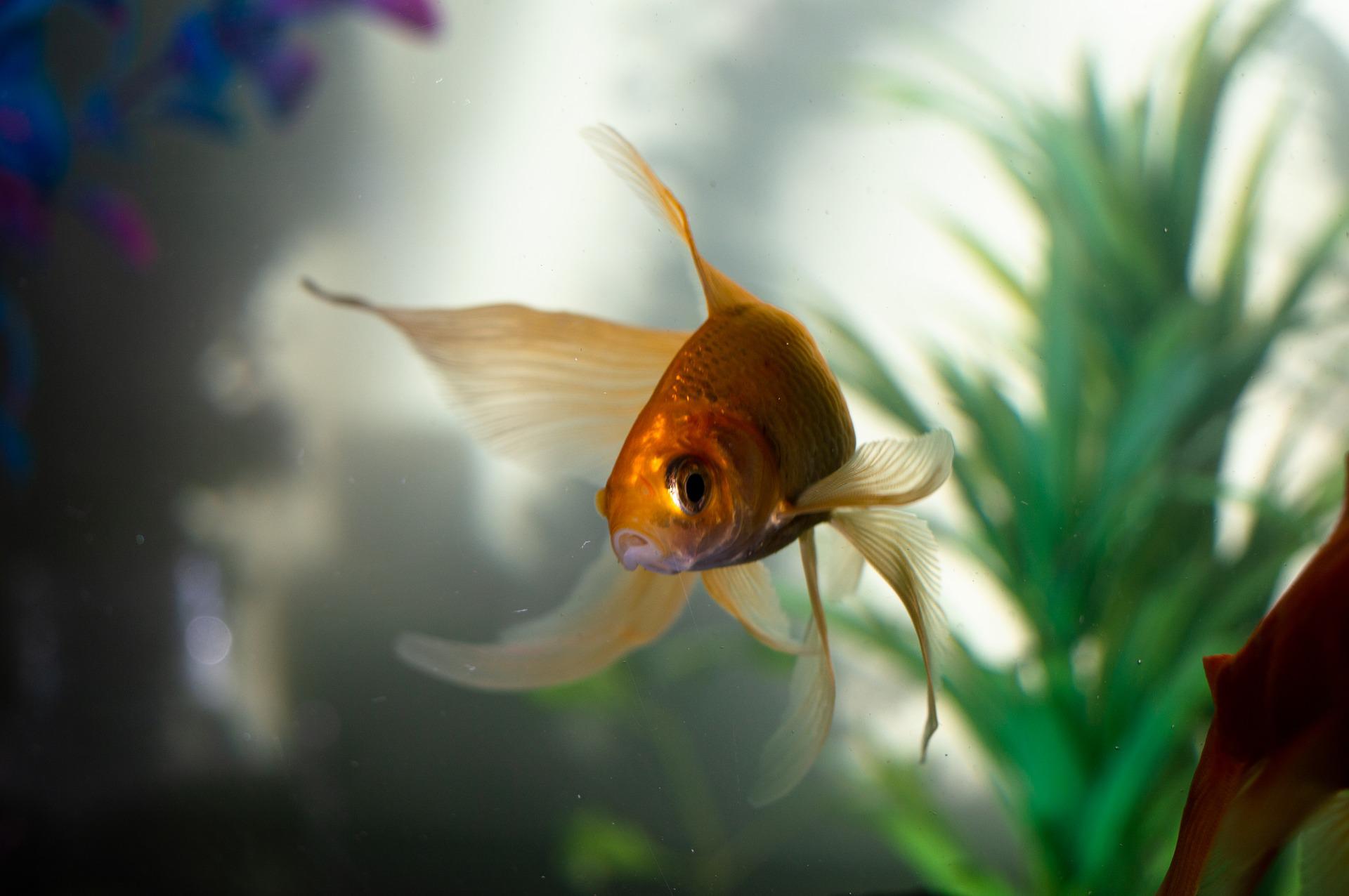 Dive Deeper: Totems, Symbolism, And More Regarding Goldfish – Hello ...