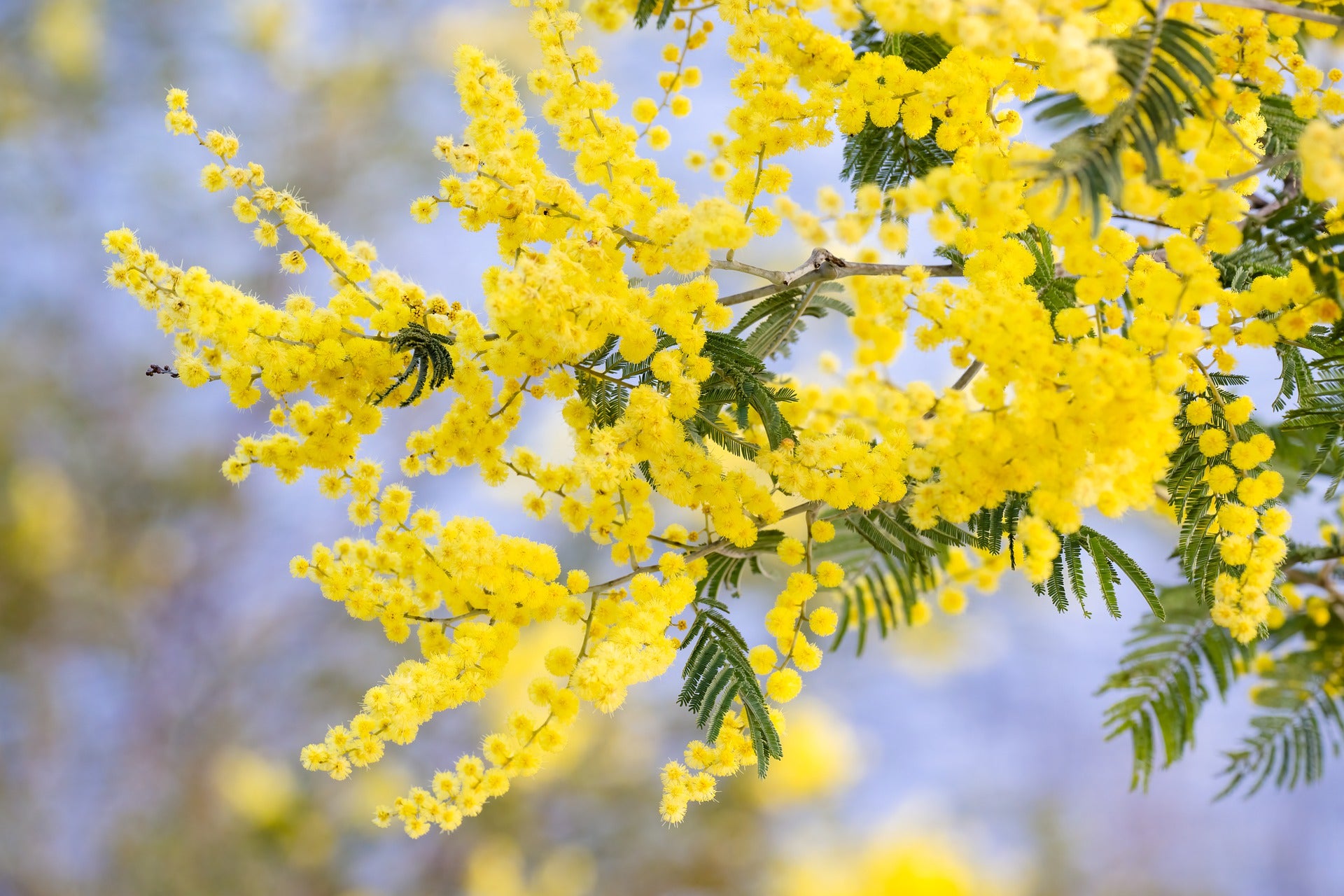 Acacia Flower Meaning, Spiritual Symbolism, Color Meaning & More ...