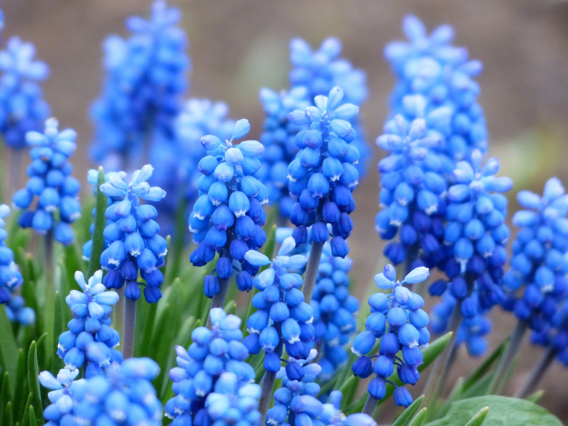 Hyacinth Flower Meaning, Spiritual Symbolism, Color Meaning & More ...