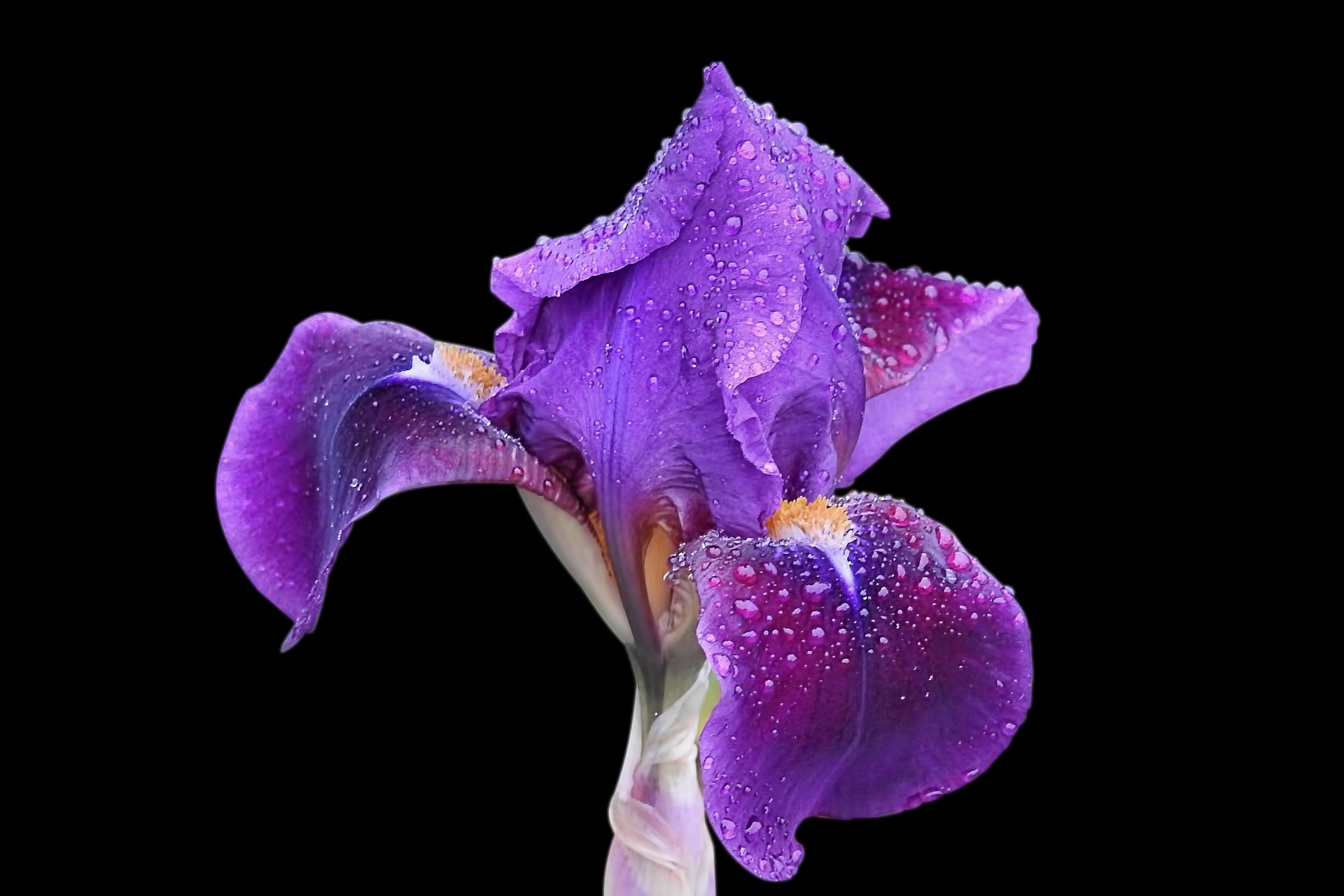 Iris Flower Meaning, Spiritual Symbolism, Color Meaning & More – Hello ...