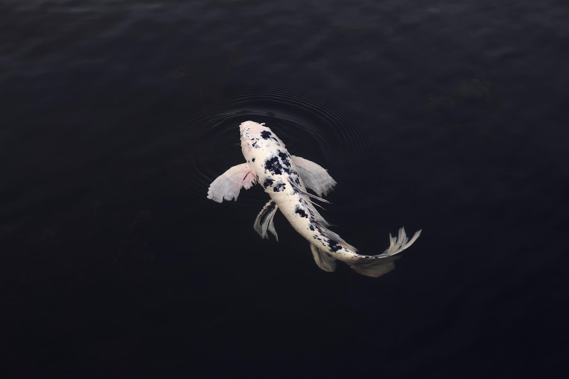 Dive into Tranquility: Revealing the Koi Fish Spirit Animal's Symbolis ...