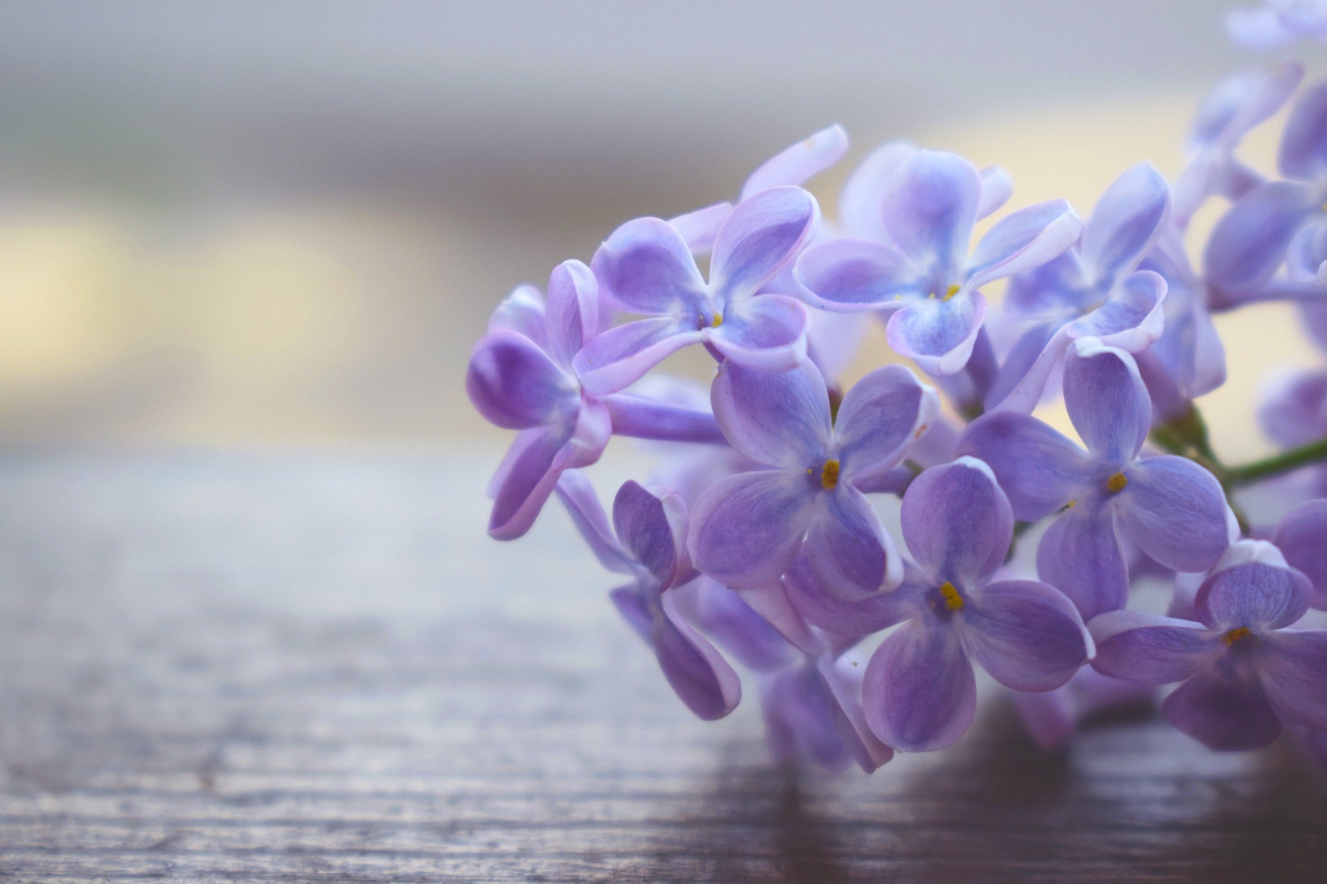 Lilac Flower Meaning, Spiritual Symbolism, Color Meaning & More – Hello ...