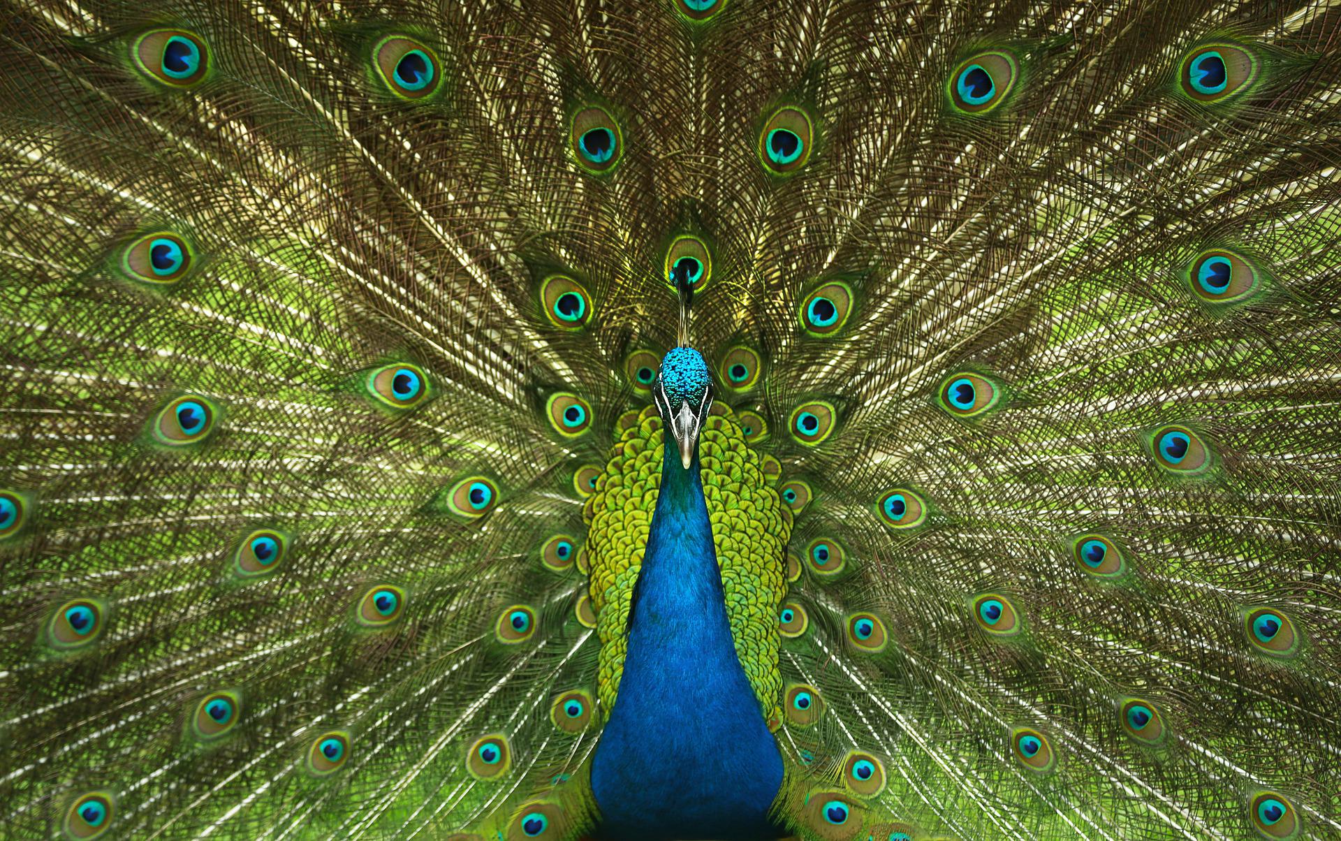 Exploring The Peacock's Mystical Realm: Symbolism, Totem, And Beyond ...