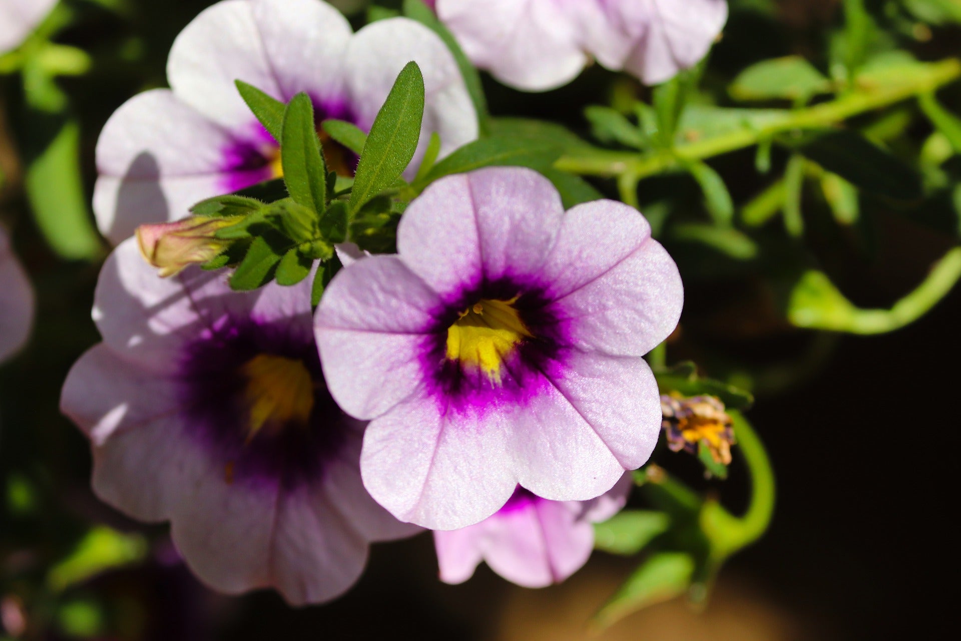 Petunia Flower Meaning, Spiritual Symbolism, Color Meaning & More ...