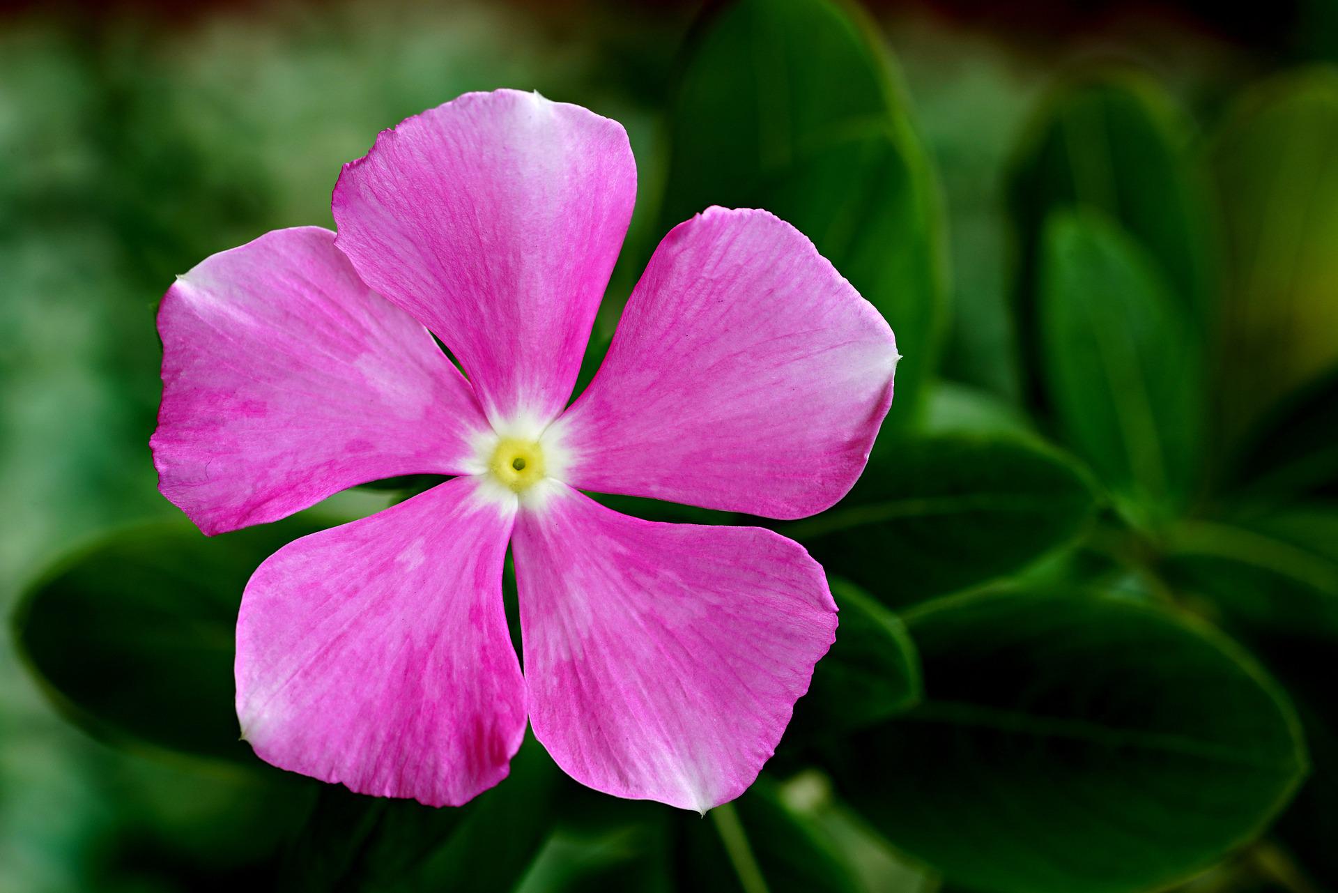 Periwinkle Flower Meaning, Spiritual Symbolism, Color Meaning & More ...