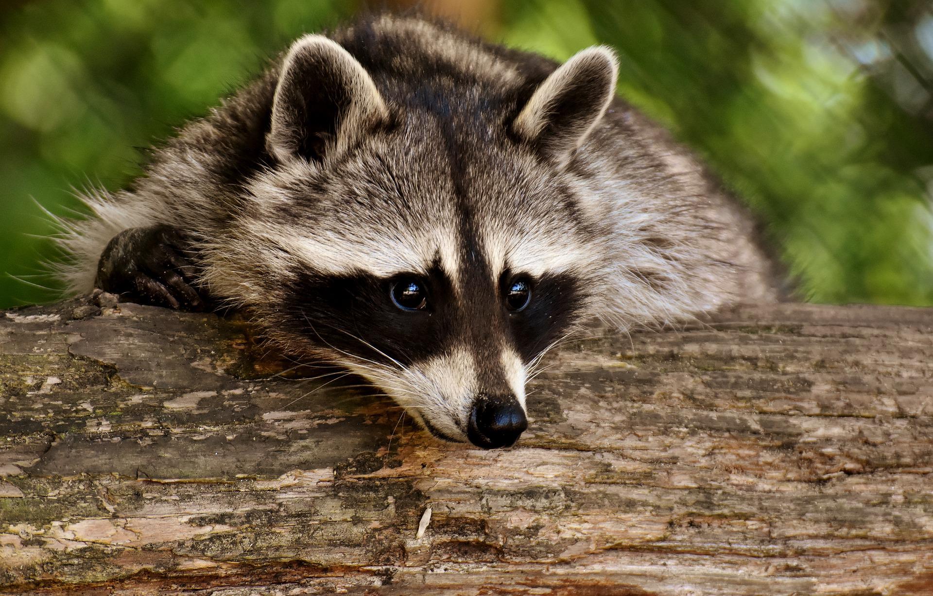 Exploring The Spiritual Meaning And Symbolism Of Raccoons - The Wisdom ...