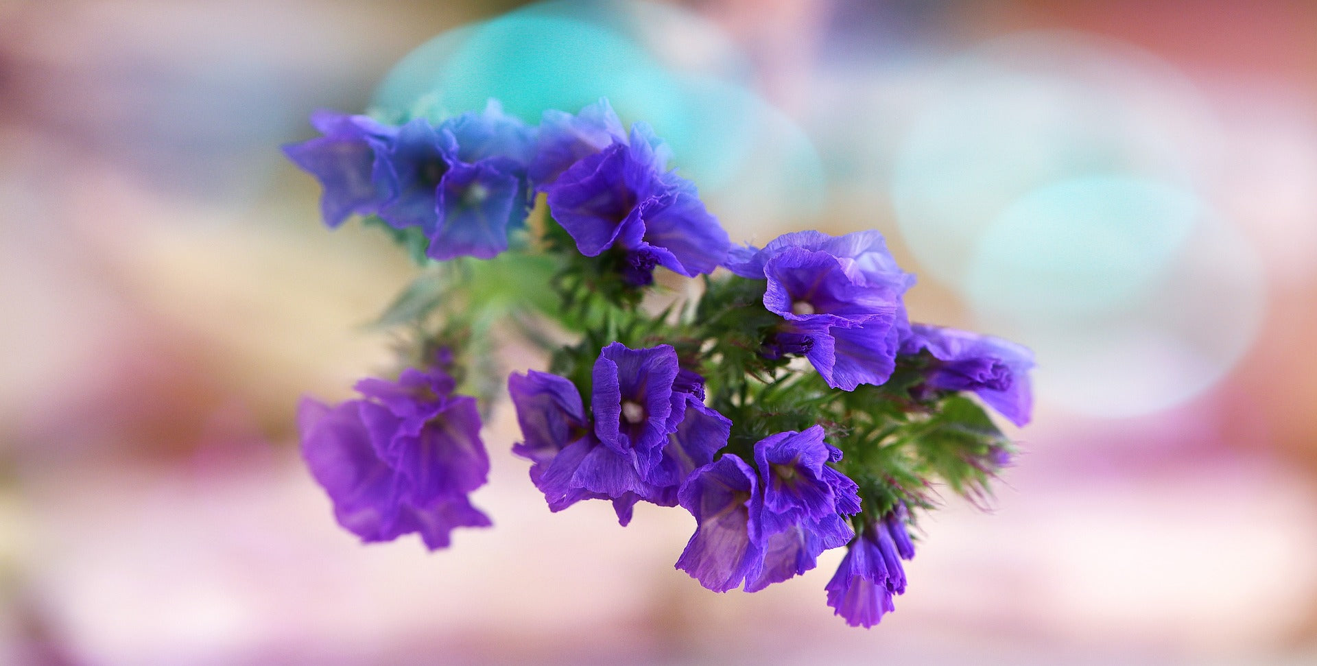 The Statice Flower Meaning, Spiritual Symbolism, Color Meaning & More ...