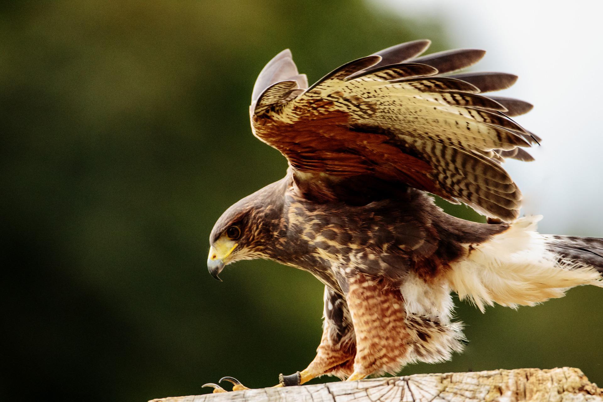 Unlocking The Hawks's Spirit Animal Mystique: Symbolism, Totem, And Be ...
